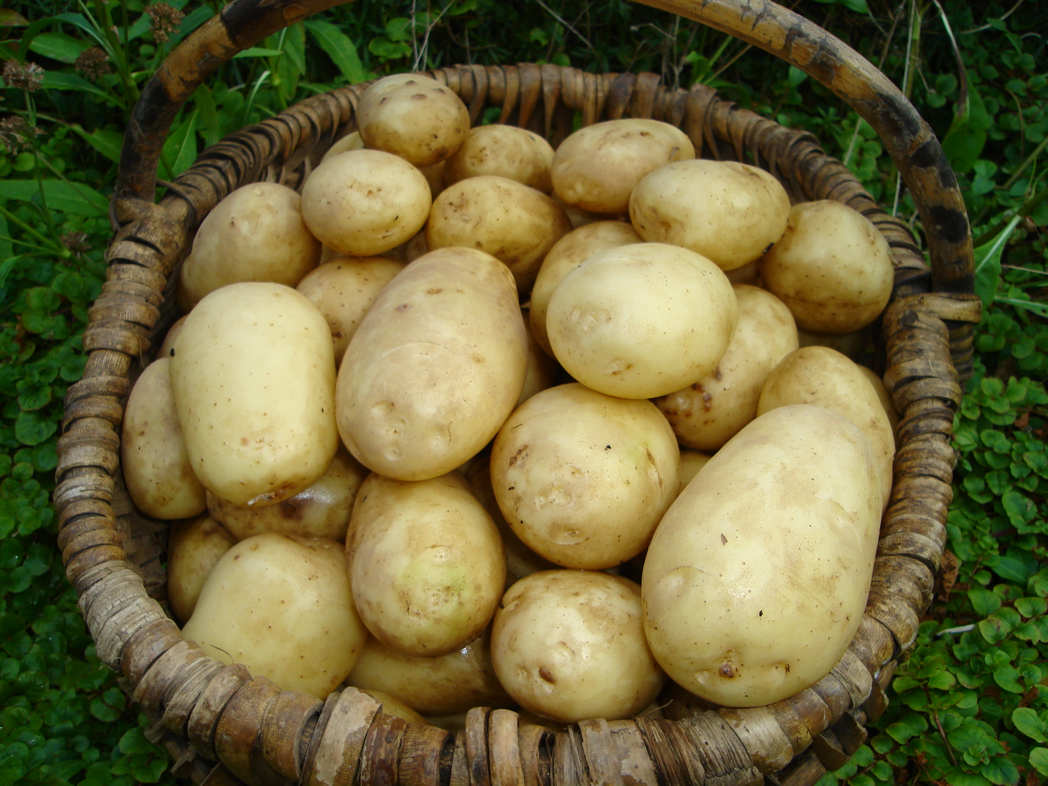 Lady Christl - Overt Locke